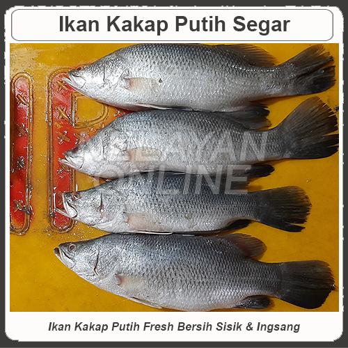Jual Ikan Kakap Putih Baramundi - White Snapper Fish - Ikan Laut Kakap ...