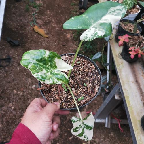 Jual Tanaman hias Alocasia Sente Varigata / keladi talas tales ...