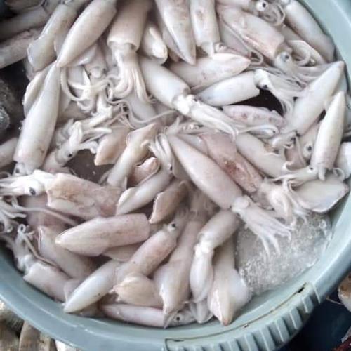 Jual baby cumi sero segar 1kg - Jakarta Utara - warung ikan silma ...