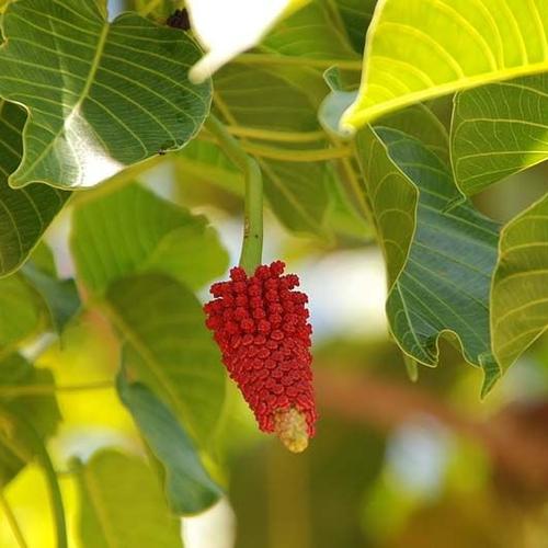 Jual bibit pohon kalpataru dari semai biji tinggi 30-40 cm - Kab ...