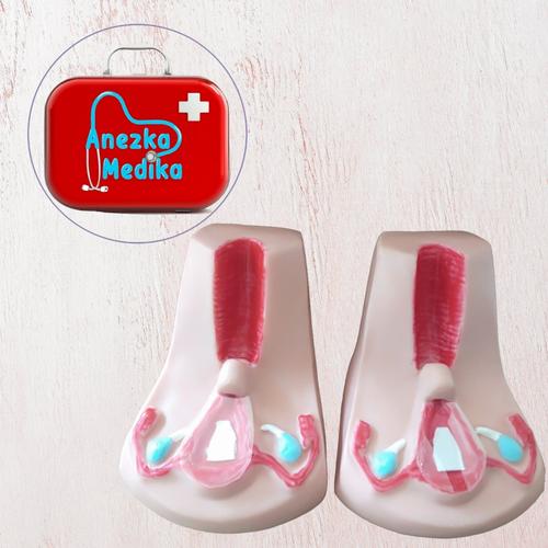 Jual PHANTOM/MANIKIN/MANEKIN/IUD/UTERUS - Jakarta Timur - ANEZKA MEDIKA ...