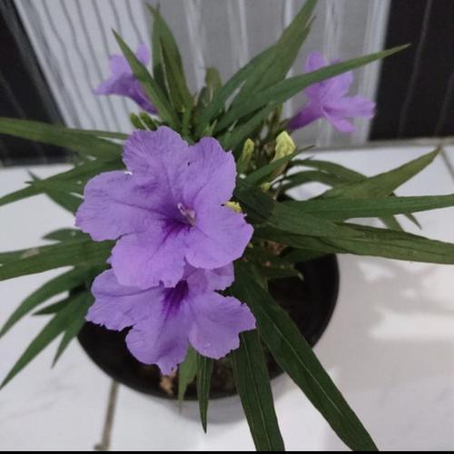 Jual Tanaman Hias Tanaman hias ruellia bunga ungu / tanaman pagar ...