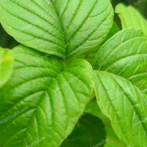 Jual Daun Bayam Kampung Bayam Kakap Bayam Jumbo Bayam Raja Buat Keripik ...