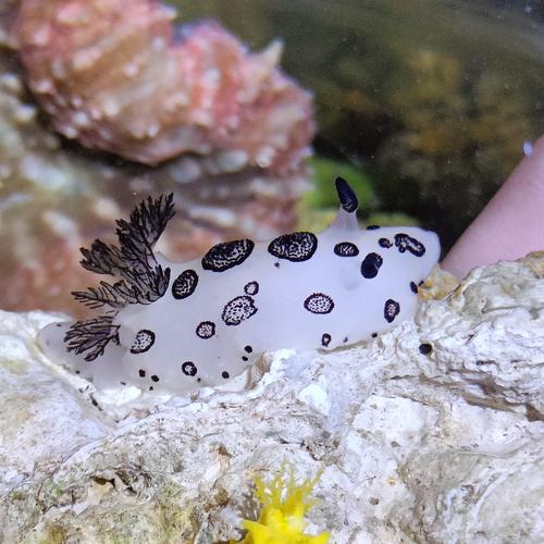 Jual kelinci laut nudibranch white milk dotted - Jakarta Selatan ...