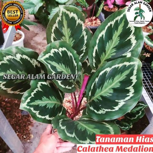 Jual ' SESUAI GAMBAR PRODAK ORIGINAL IMPORT TANAMAN HIAS CALATHEA ...