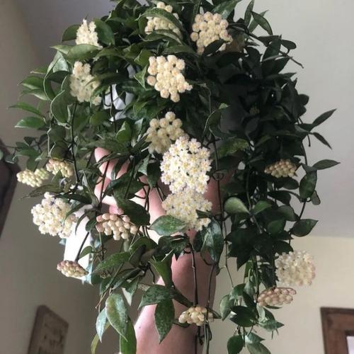 Jual Anggrek hoya lacunosa panjang 1meter - Kab. Jember - Aksa_Nursery ...