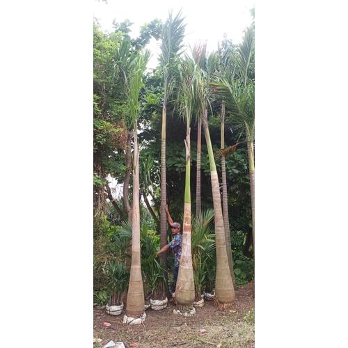 Jual Pohon Palem Raja / Palem Ibung Tinggi 3 Meter - Jakarta Barat ...