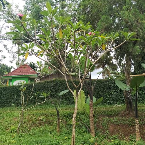 Jual Pohon Kamboja Bunga Merah Tinggi 2 Meter - Kab. Bogor - GREEN ...