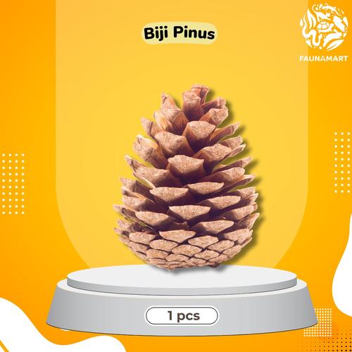 Jual Bunga Pinus Kering / Pine Cone / Biji Pinus - Jakarta Selatan ...