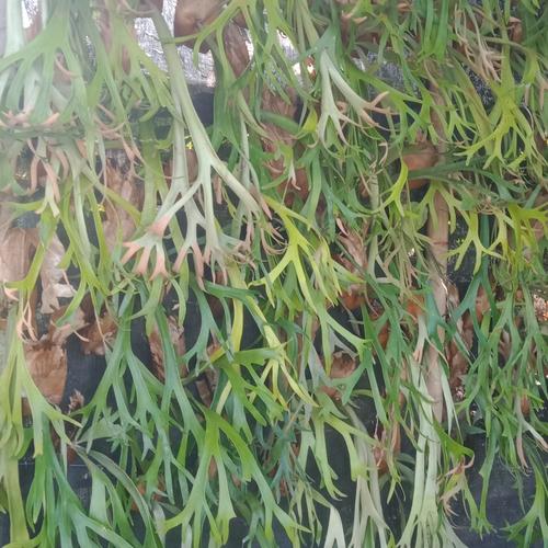 Jual Tanaman Hias Dinding - Simbar Menjangan dan Kadaka | Godong Jawi ...