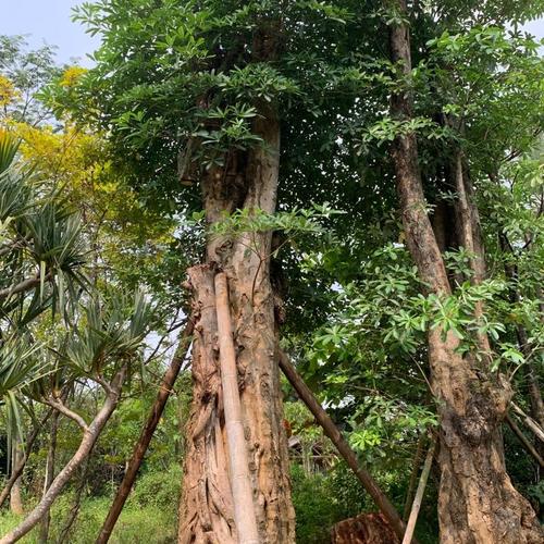Jual Pohon Perindang Pule Fosil Lingkar Batang Besar Berkarakter Siap ...