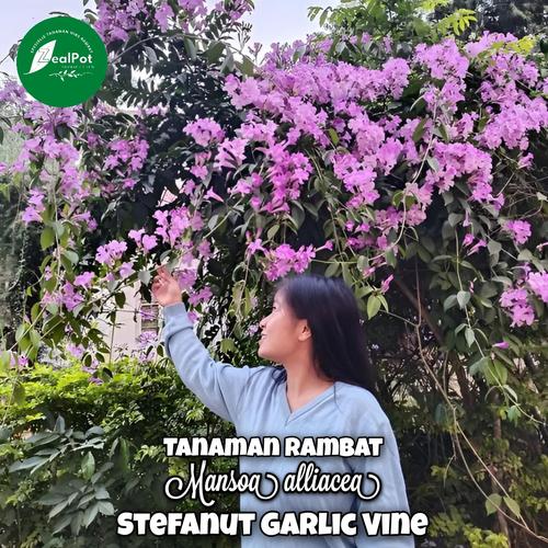 Jual Tanaman Rambat Stepanut Ungu Garlic Vine Real Original. - M ...