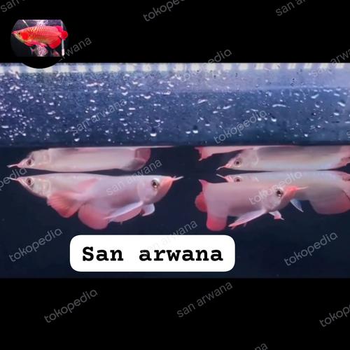 Jual Ikan arwana super red Chili red sr Sepauk kalimantan grade A ...
