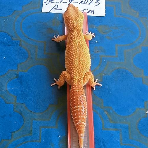 Jual tokek hidup - Kota Tangerang - QnMproject | Tokopedia