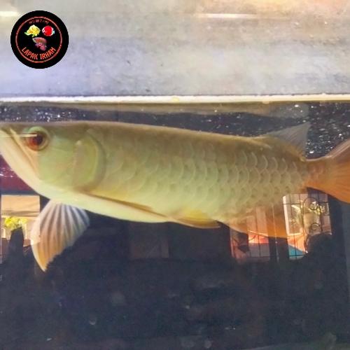 Jual arwana banjar red 25cm - Kota Bekasi - LAPAK-IRHAM12 | Tokopedia