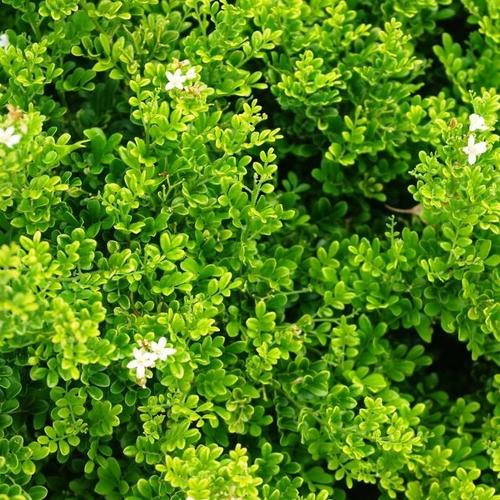 Jual tanaman hias murraya paniculata - kemuning micro - bunga kemuning ...