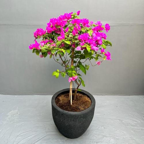 Jual Bunga bougenville bunga kertas - Tanaman hias bonsai bougenville ...