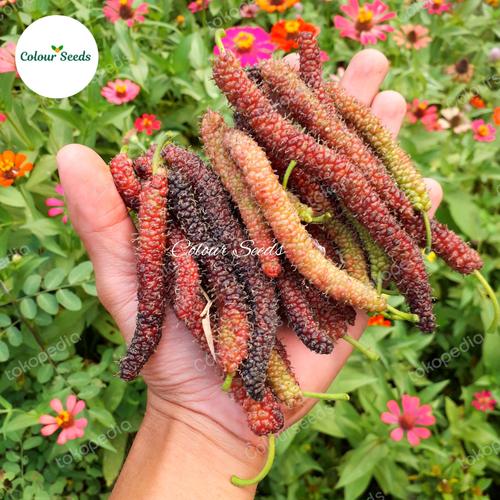 Jual Bibit himalayan mulberry murbey long murbei jumbo stek batang 20cm ...