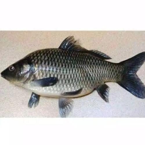 Jual ikan mas segar dan fresh 1kg - 500gram - Kota Tangerang ...