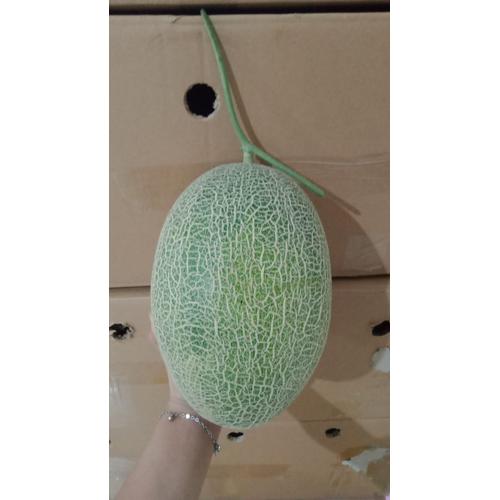 Jual Buah Melon Midori Hidroponik The FarmHill Jumbo Premium - Kota ...