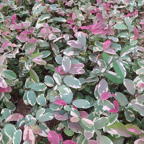 Jual tanaman hias pretty pink - pohon outdoor pretty pink - Kab. Bogor ...