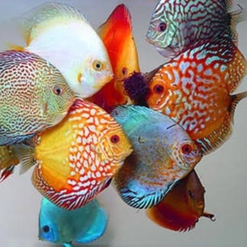 Jual aquascape ikan discus hias 10 ekor - Kota Depok - RGB_rumah guppy ...
