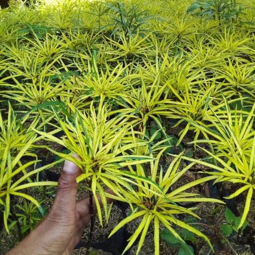 Jual tanaman hias outdoor ararea kuning - tanaman ararea kuning list ...