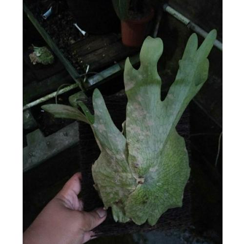 Jual - TANAMAN HIAS SIMBAR PAPUA PLATYCERIUM WANDAE PAPUA - - Jakarta ...