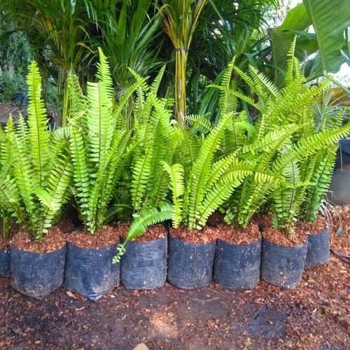 Jual tanaman vertical garden pakis kelabang - tanaman outdoor pakis ...