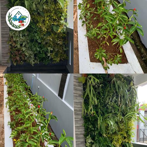 Jual Pemasangan tanaman pacing pentul dan taman vertical garden - Kab ...