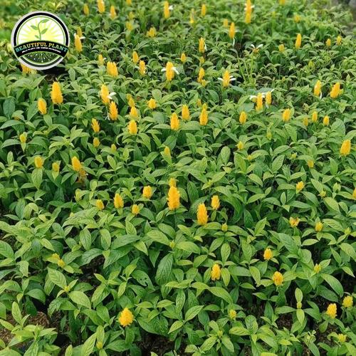 Jual tanaman hias bunga lolipop kuning - pohon lolipop outdoor - Kab ...