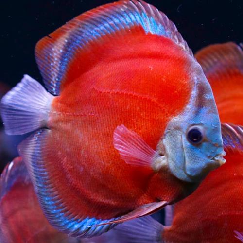 Jual ikan discus murah ukuran 2inch - san merah, 3inch - Kab. Bogor ...