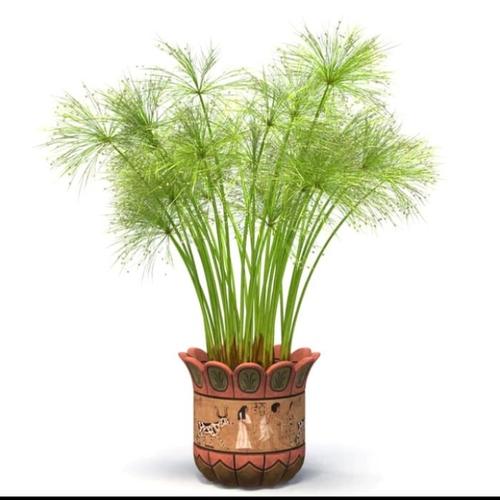 Jual tanaman air papyrus cyperus cleopatra - Kab. Bogor - Tanaman ...