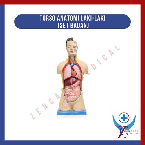 Jual Torso Anatomi Manusia Laki-Laki ( Setengah Badan ) - Kota Malang ...
