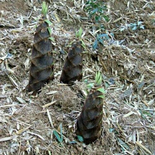 Jual Biji Benih Tanaman Bambu Blue F1 Import / Benih Bambu /Biji Bambu ...