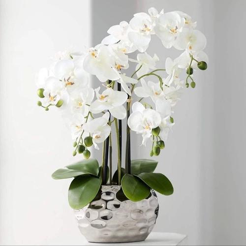 Jual Tanaman Hias Pohon Anggrek Bulan Bunga Putih Sudah Berbunga ...