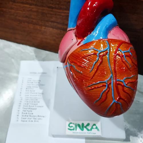 Jual MODEL TORSO JANTUNG MANUSIA ANATOMI - Jakarta Timur - Klaten ...
