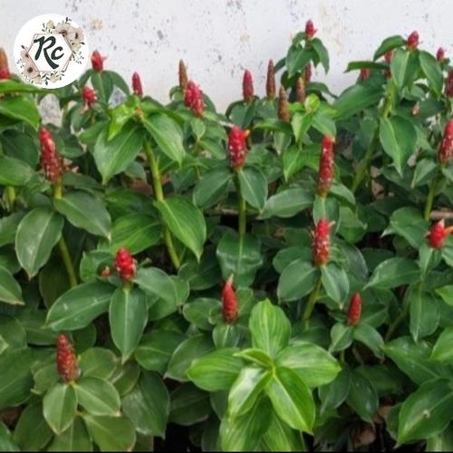 Promo Bibit Tanaman Hias Pacing Pentul Merah Taman Hidup MURAH - Kota ...