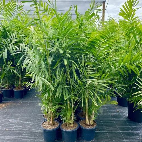 Jual tanaman hias palem hijau - pohon palm jepang - tanaman indoor ...