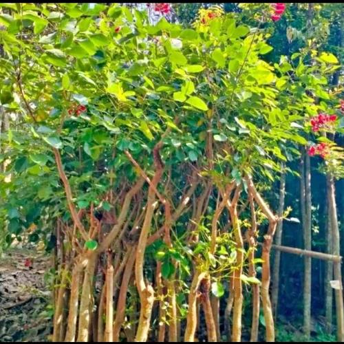 Jual pohon dadap merah - Kota Bogor - Tania Flowrist | Tokopedia