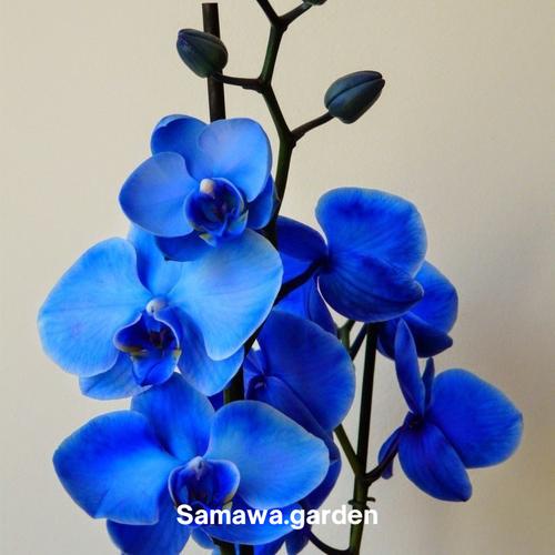 Promo tanaman hias anggrek dendrobium bunga blue es - bibit anggrek IB ...