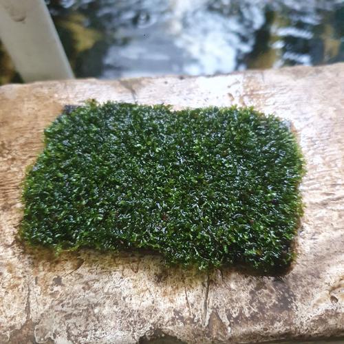 Jual Moss Ricardia Mini Lempeng 10x5cm | Tanaman Aquarium Aquascape ...