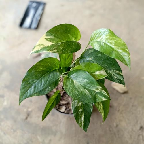 Jual tanaman hias epipremnum pinatum variegata pohon epipremnum ...