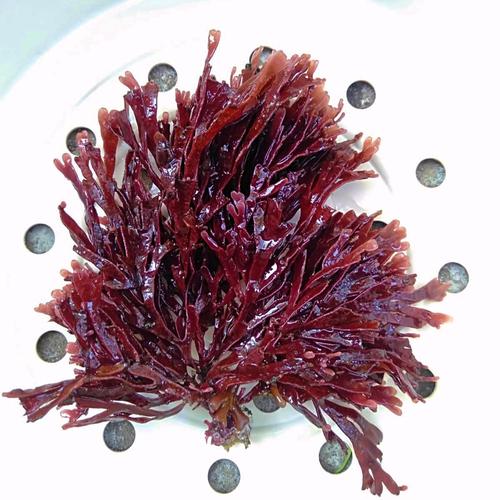 Jual Macro algae merah Rafia - Kab. Tasikmalaya - @UnderWater | Tokopedia