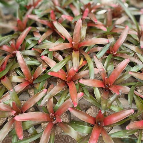 Jual tanaman hias bromelia merah pohon bromelia merah tanaman bromelia ...