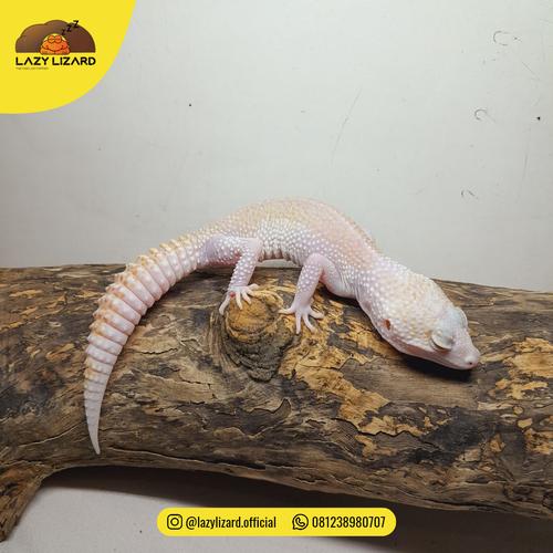 Jual SSR Leopard Gecko Super Raptor Super Snow Raptor - C07.03 - Kab ...
