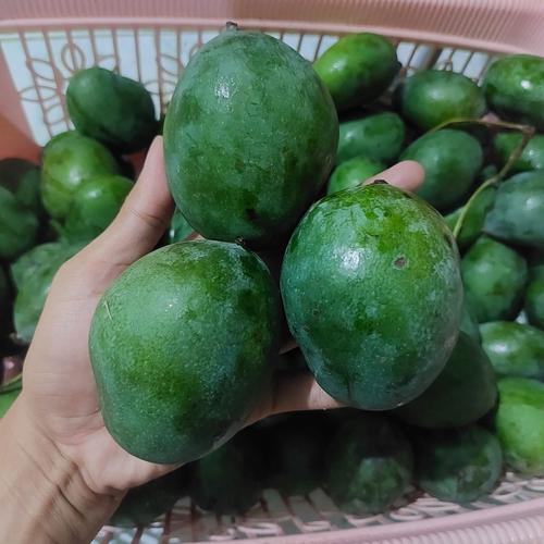 Jual Buah Mangga Lalijiwo Talijiwo Lali Jiwo Tali Jiwo Ukuran Jumbo ...