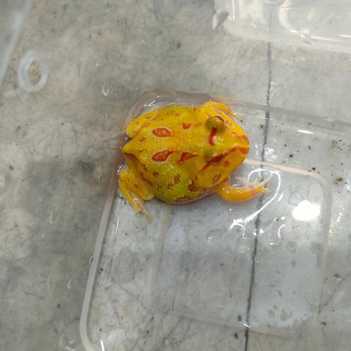 Jual kodok pacman albino frog / kodok hias - Jakarta Utara - Dika No ...