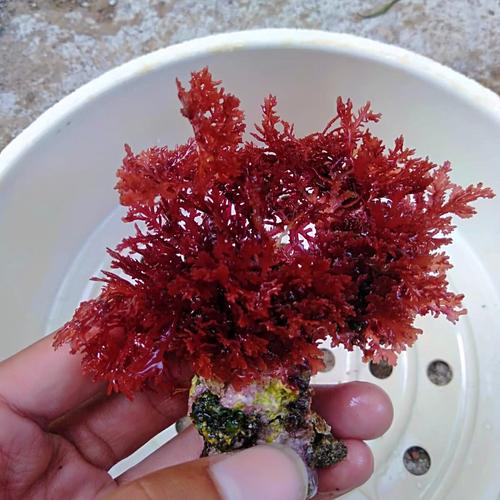 Jual Macro algae merah UW02 - Kab. Tasikmalaya - @UnderWater | Tokopedia