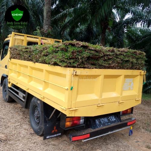 Jual Rumput gajah 1 mobil - Rumput gajah paitan - benih rumput - Kab ...